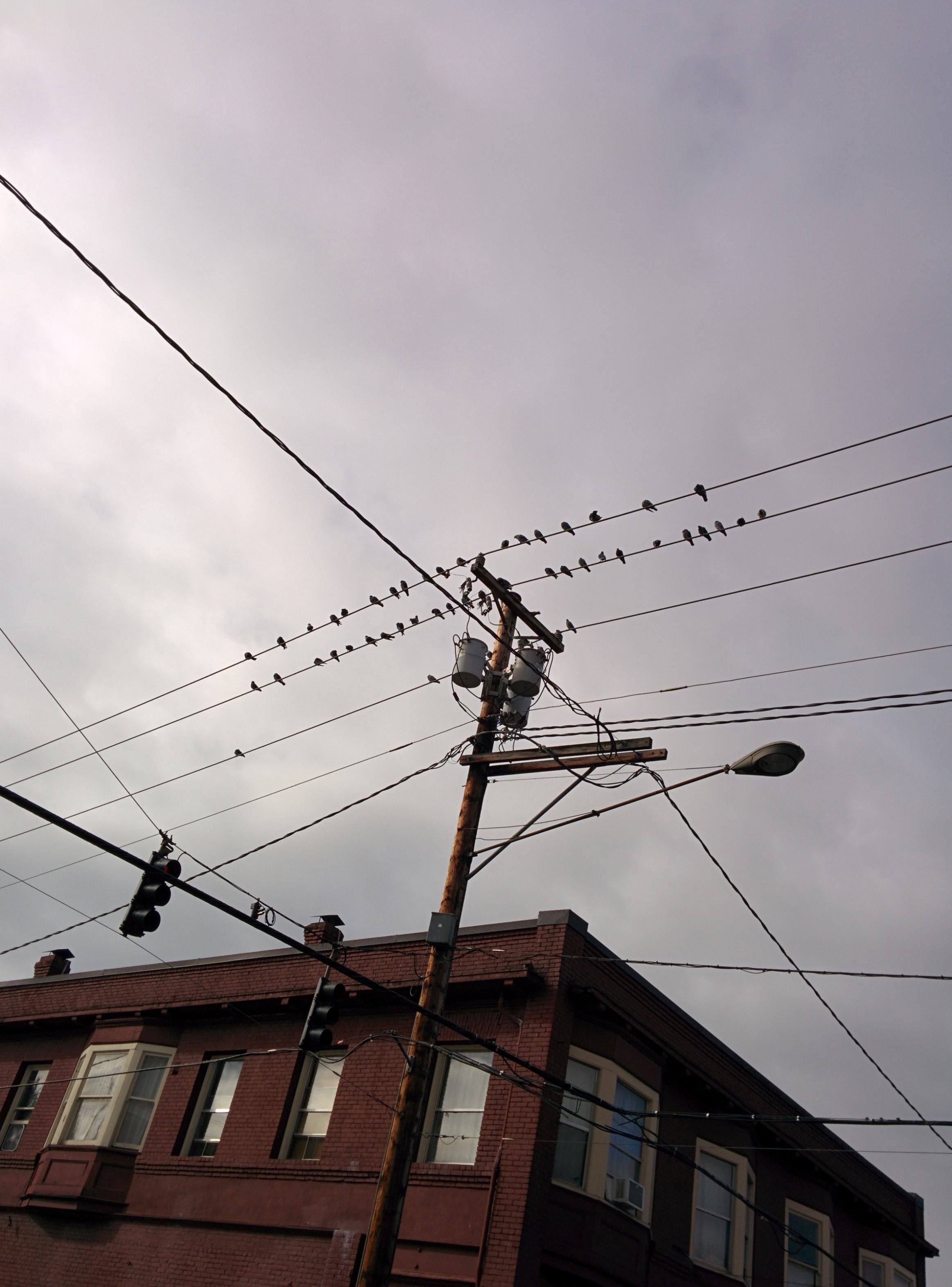 Grid Connections- 240V High Leg Delta | Greentech Renewables